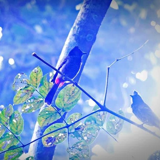 Bird Watching At CKBS | LBB, Kolkata