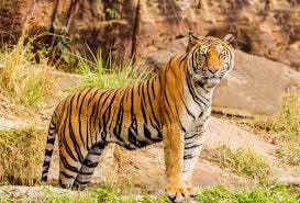 Plan A Trip To The Melghat Tiger Reserve | LBB, Mumbai