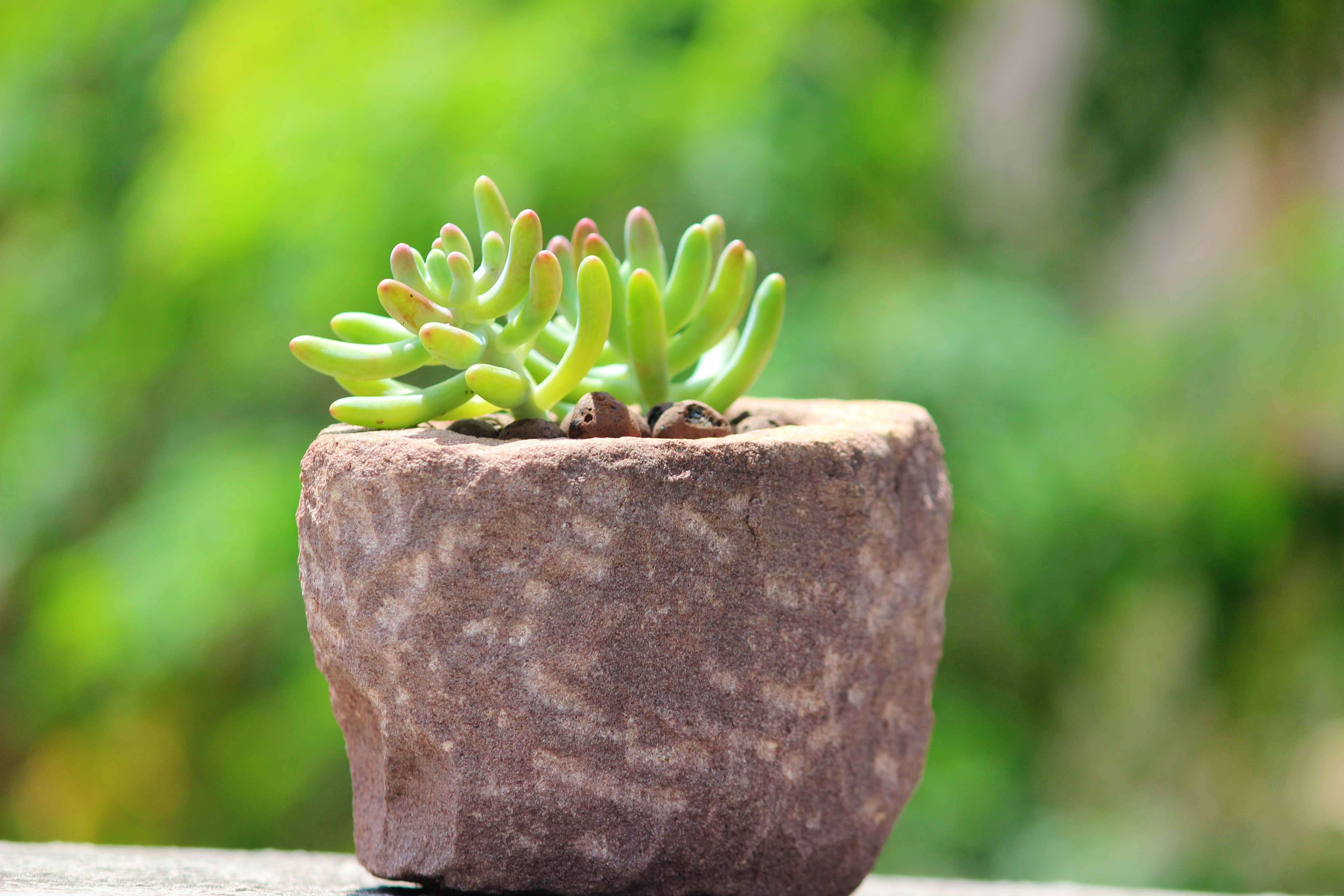 Check Out Iota For Succulents & Stone Planters | LBB