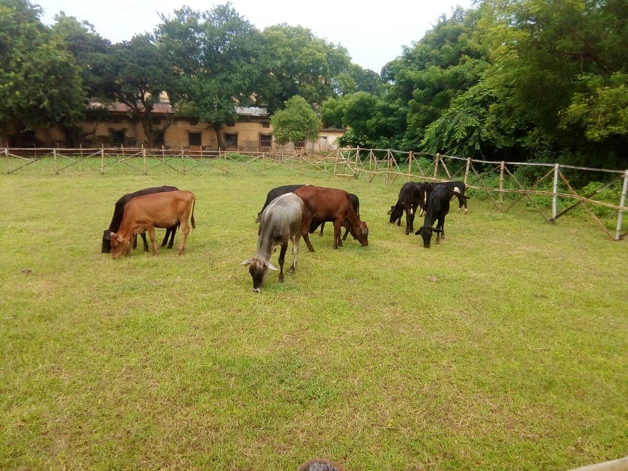 Subscribe To Good Cow For A2 Milk Delivery | LBB, Kolkata