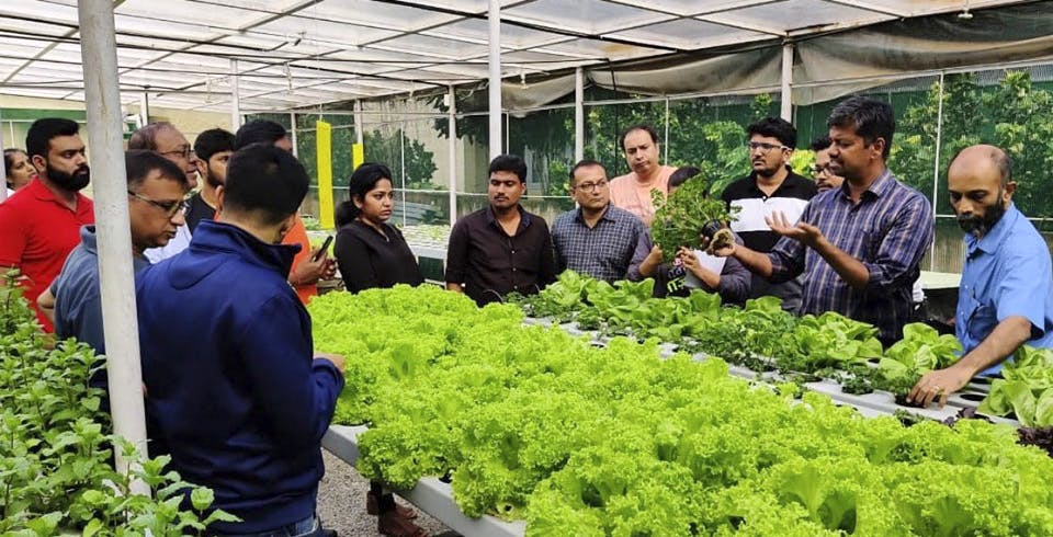 Attend A Beginner's Hydroponics Workshop| LBB, Bangalore