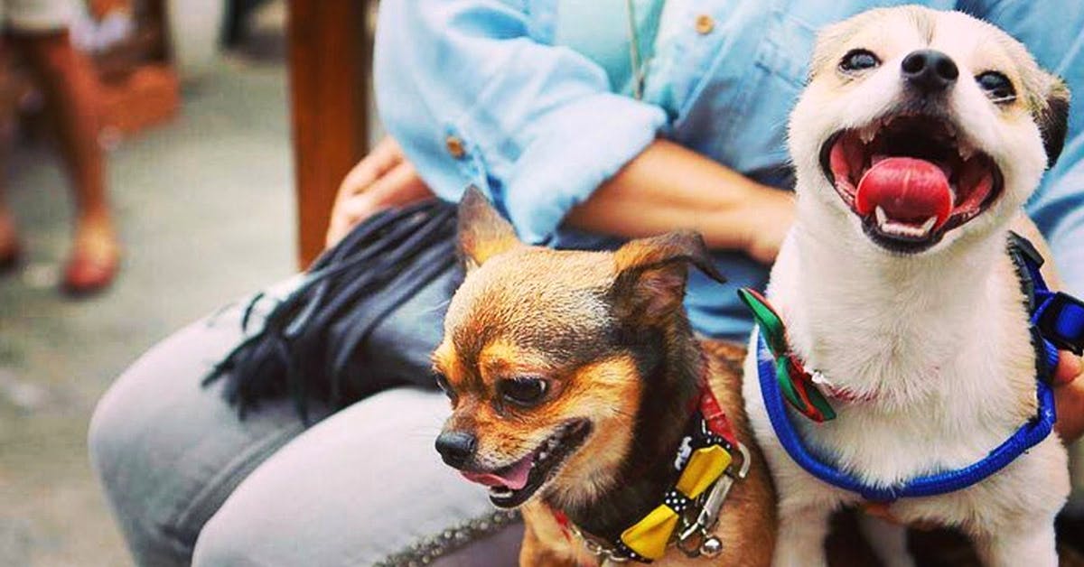 Doggie Bazaar Howl-O-Ween Party At Auro | LBB, Delhi