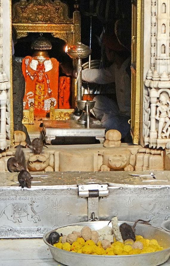 Holy Rat Temple | LBB