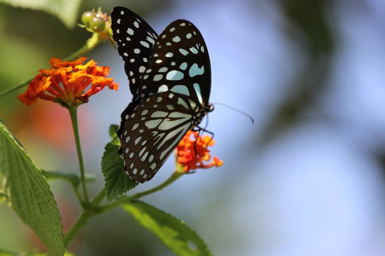 Drive Down To The Butterfly Conservatory | LBB