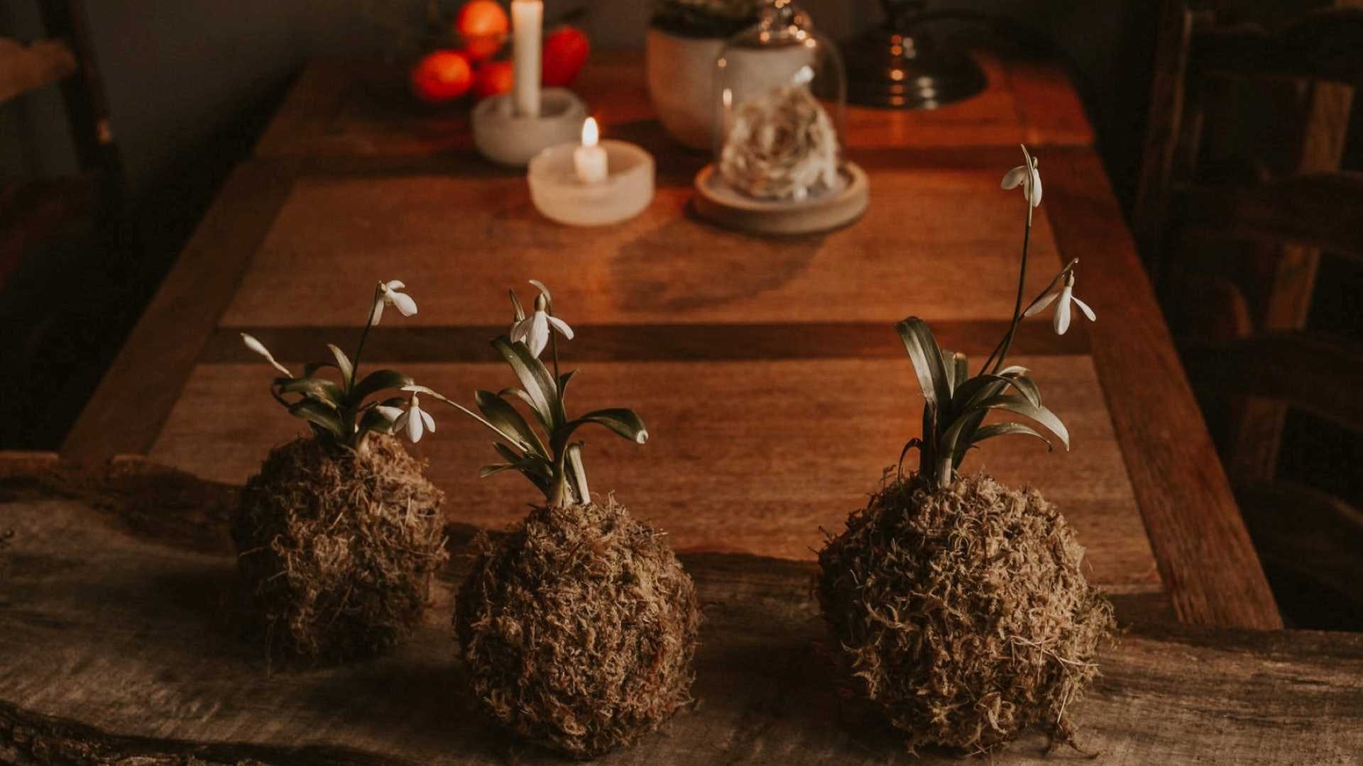 Attend A Kokedama Japanese String Garden Workshop I LBB, Mumbai