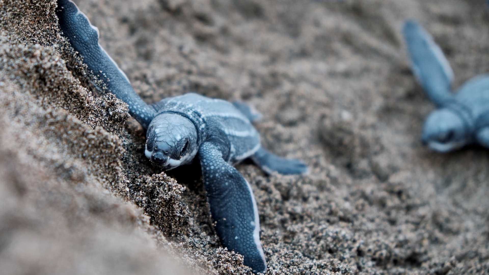 Anjarle & Velas Turtle Festival I LBB, Mumbai
