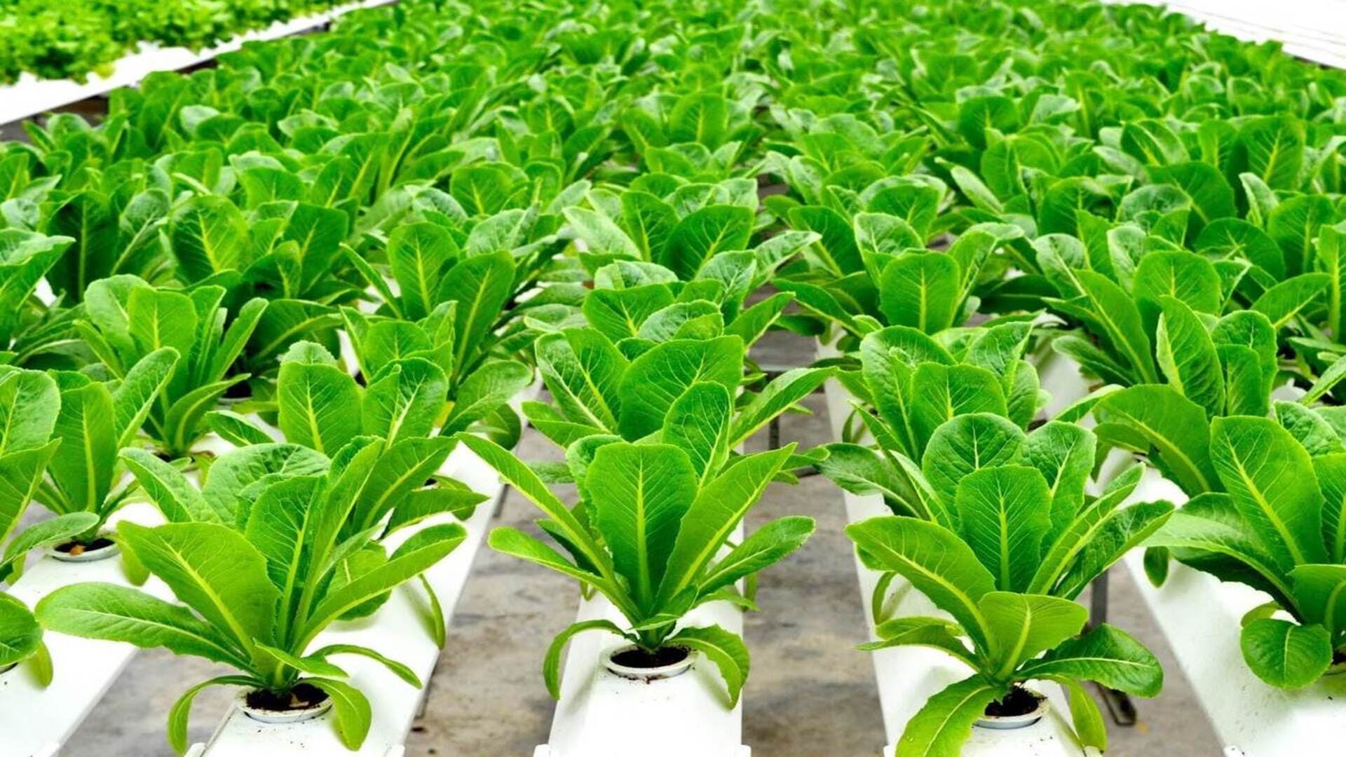 Soil-less Vegetable Farming Walking Tour | LBB, Hyderabad