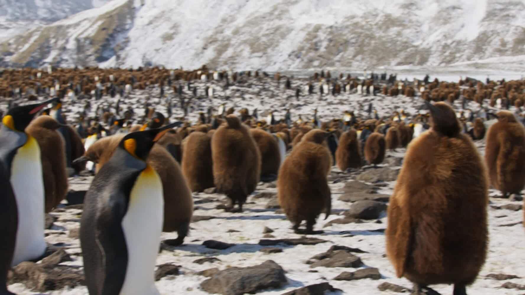 Watch These Top Wildlife Documentaries | LBB, Kolkata