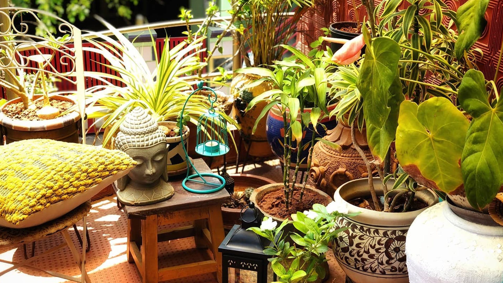 Buy Plants, Seeds, & Planters Online At Nursery Live | LBB