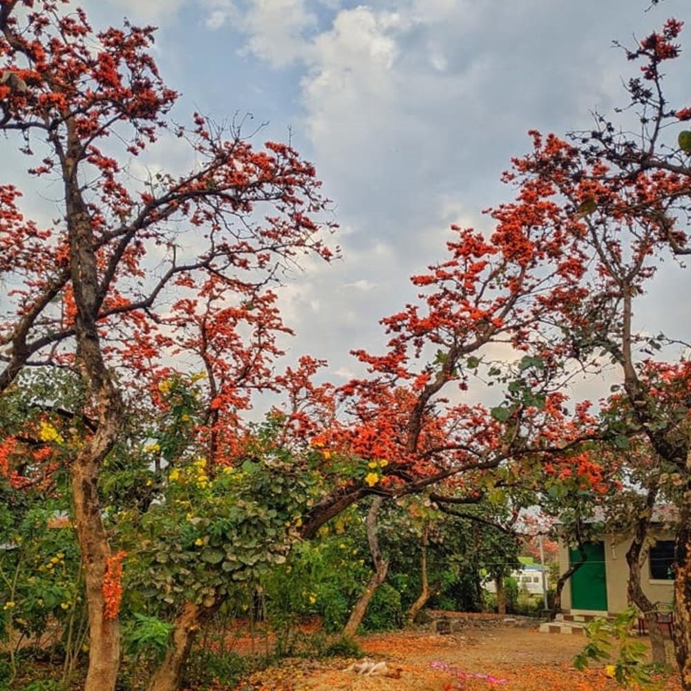 Palashbari Ecological Resort: A Canopy Of Red | LBB