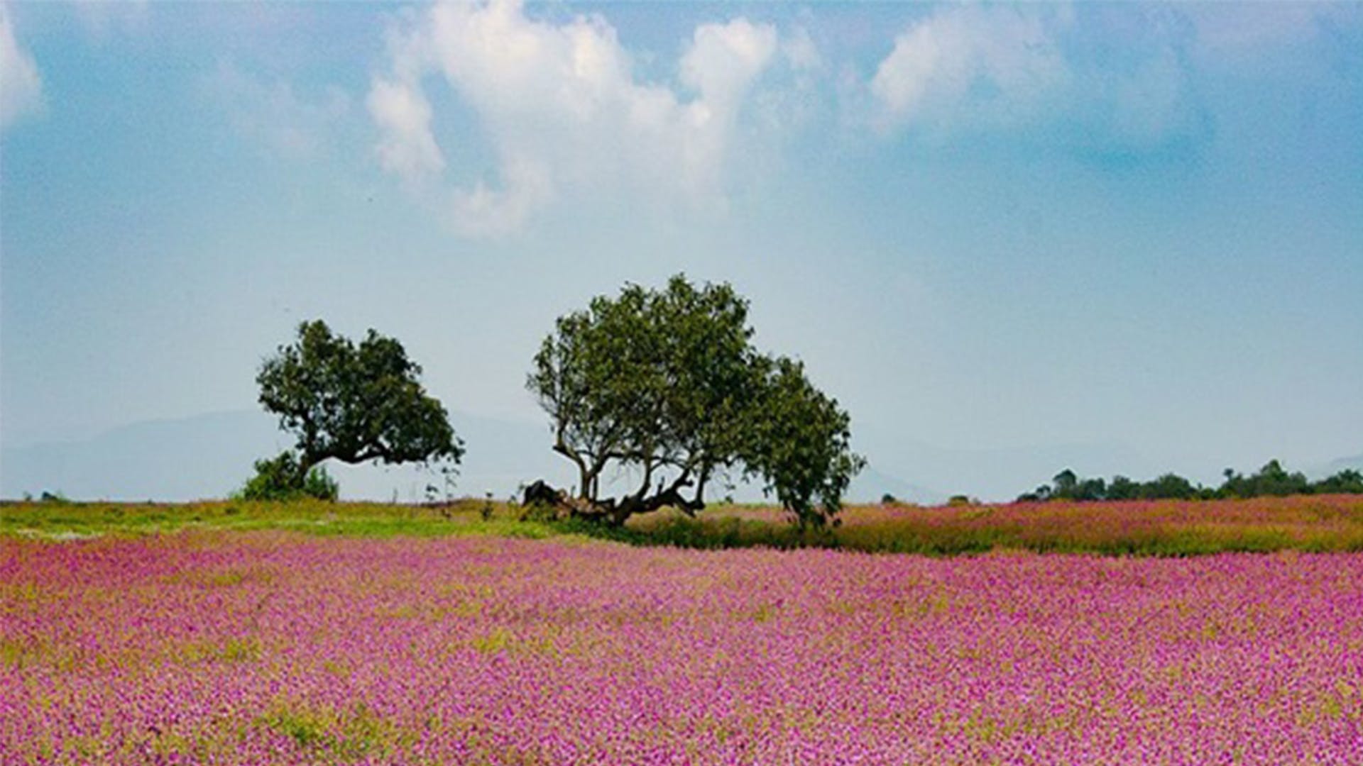 Visit The Mini Kashmir Of Mahabaleshwar | LBB, Mumbai