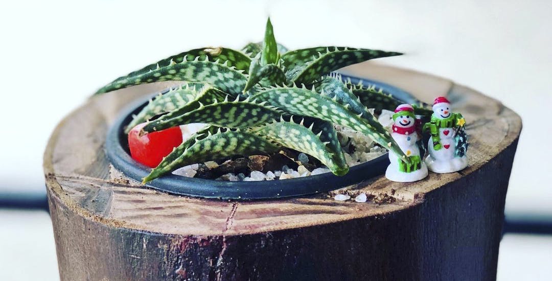 Buy Fancy Terrariums Online From Miss Jardinier | LBB