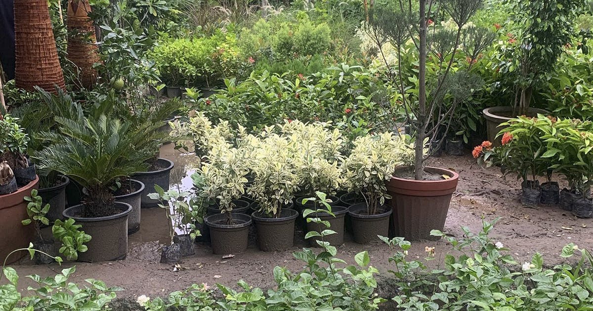 Organic Plants, Seeds & Handmade Pots, Seedlings India | LBB