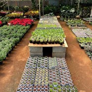 The Best Nurseries Garden Centres In Town LBB Bangalore The Best Nurseries Garden Centres In Town LBB Bangalore
