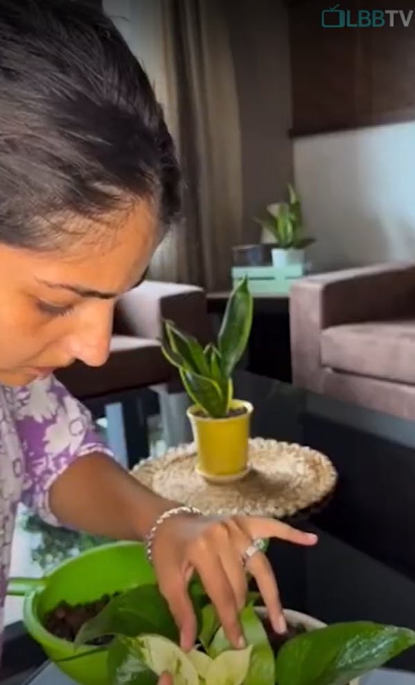 This Clay Is The Perfect Soil Topper To Help Indoor Plants Grow | LBB