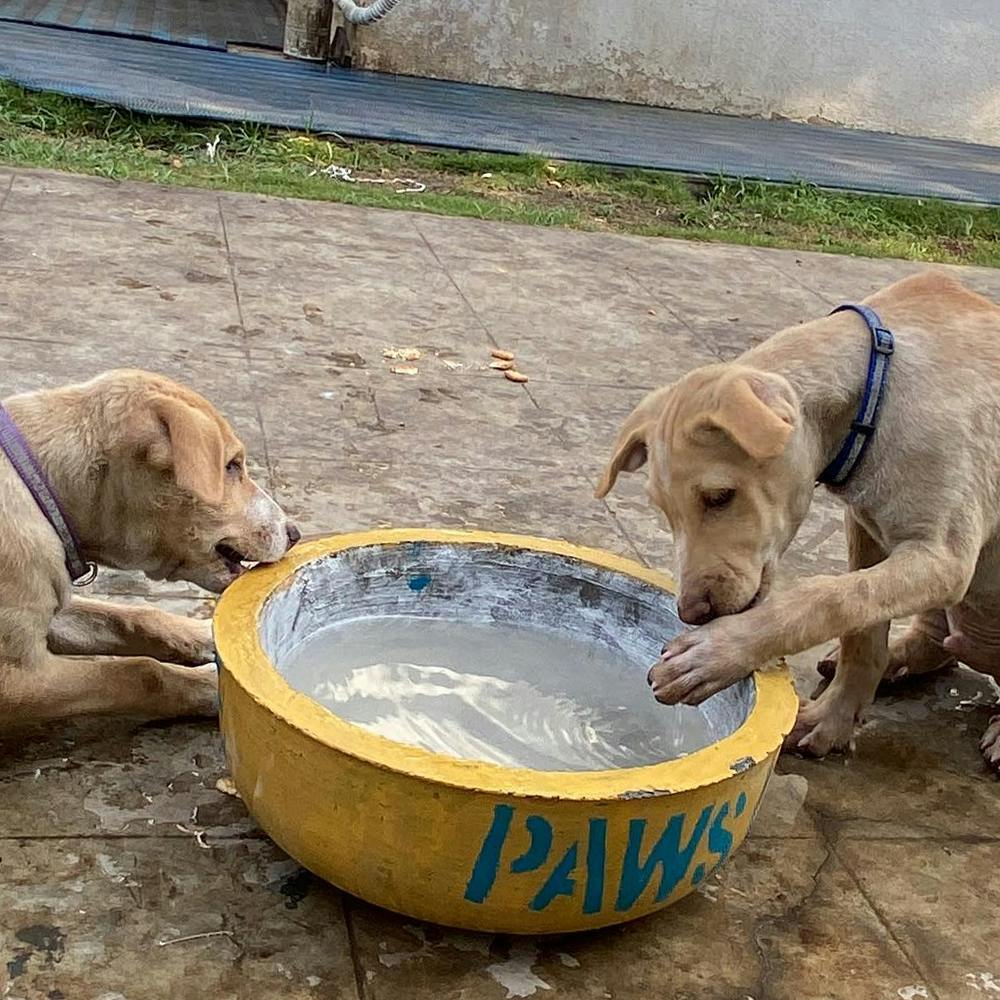 Paws Care NGO | LBB